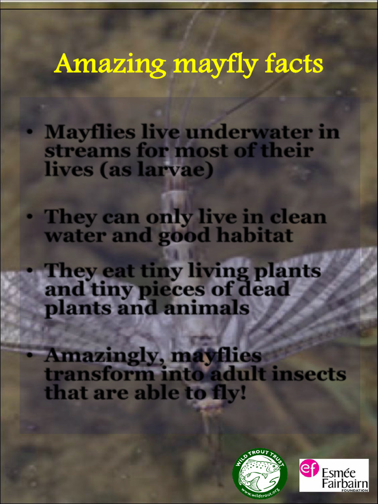 Primary 6 Amazing Mayfly Facts | PDF