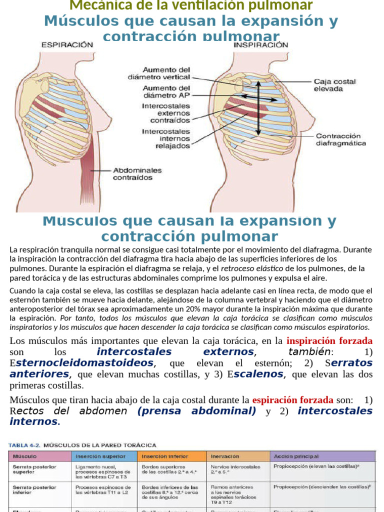 Ventilación Pulmonar | PDF | Sistema respiratorio | Pulmón