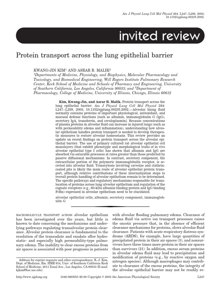 Kim Malik 2003 Protein Transport Across The Lung Epithelial Barrier ...