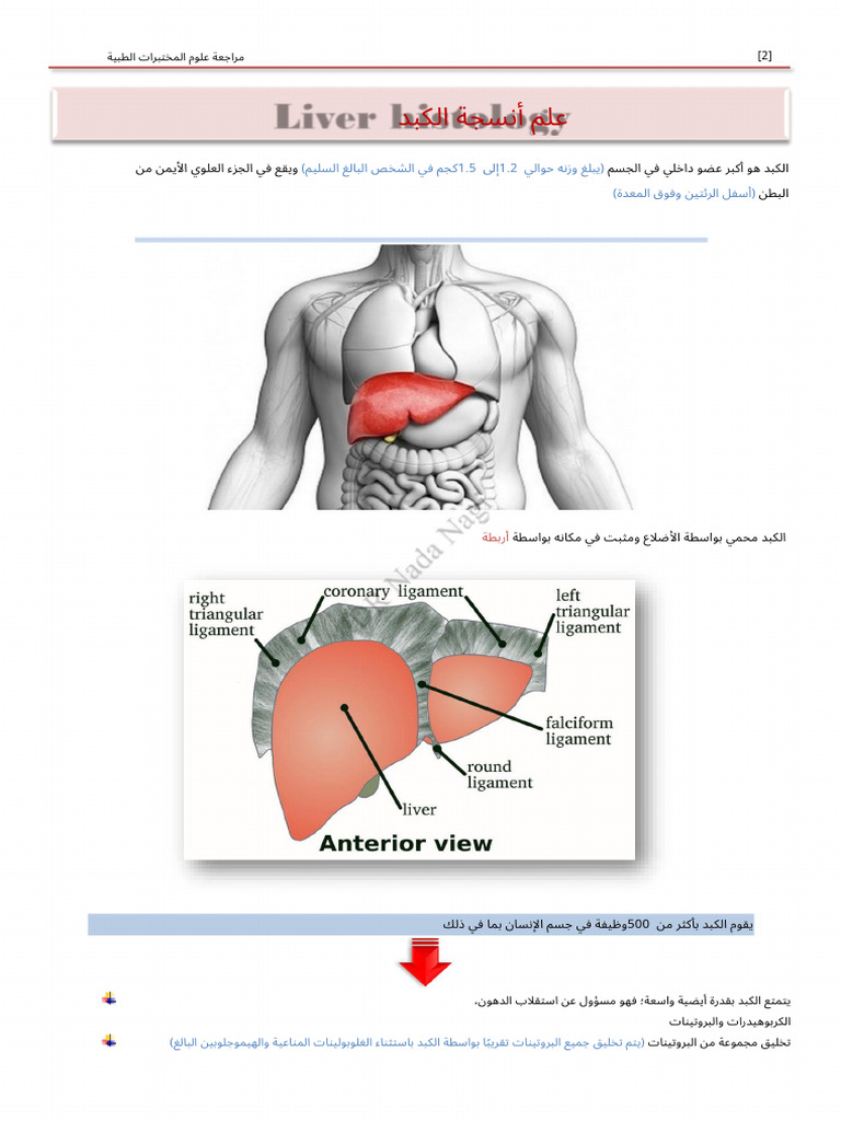 Liver Pathology | PDF
