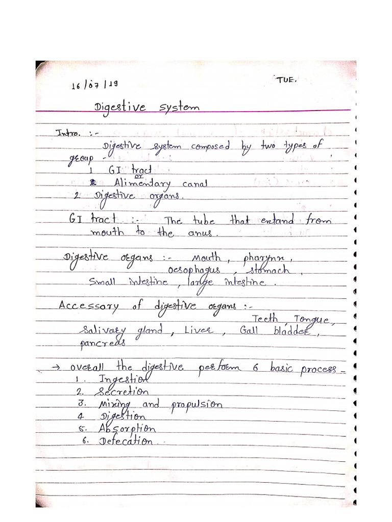 Digestive System Anatomy Overview | PDF | Physiology