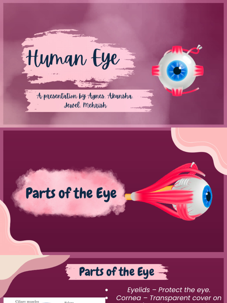 Eye Anatomy Minitheme by Slidesgo | PDF | Eye | Human Eye