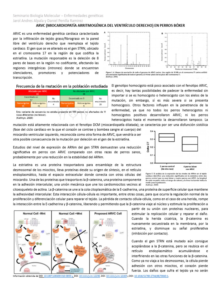 ARVC en Bóxers: Genética y Diagnóstico | PDF | Cigosidad | Gene