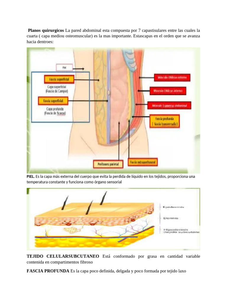 Planos Quirurgicos La Pared Abdominal Esta Compuesta Por 7 Capastisulares Entre Las Cuales La ...