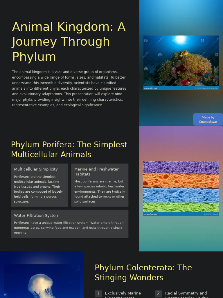 Animal Kingdom A Journey Through Phylum | PDF | Sponge