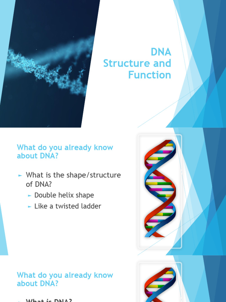 DNA Structure, Function, and Replication | PDF | Dna | Molecular Biology