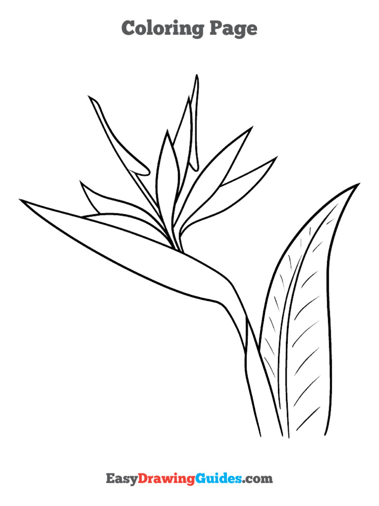 1388 Easy Bird of Paradise Flower Coloring Page | PDF