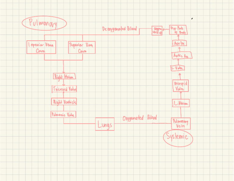 Pulmonary:Systemic | PDF