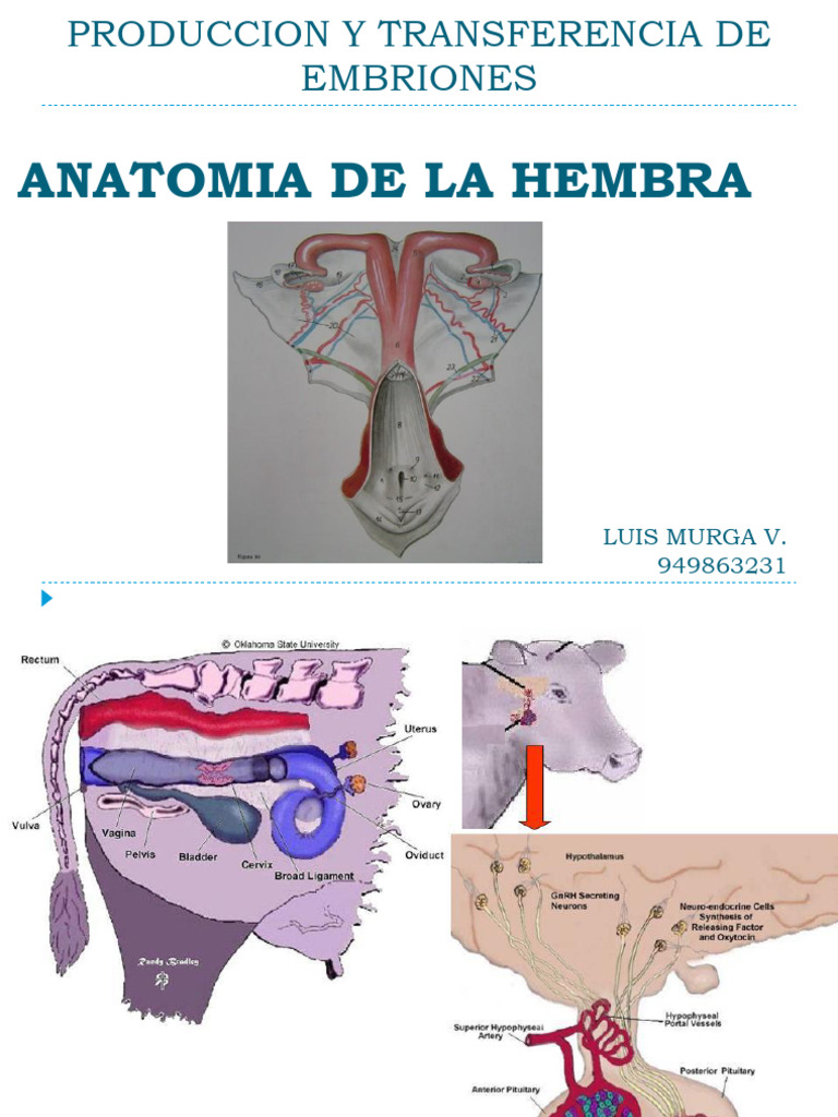 Anatomia de La Hembra Bovina | PDF | Hogar y jardín