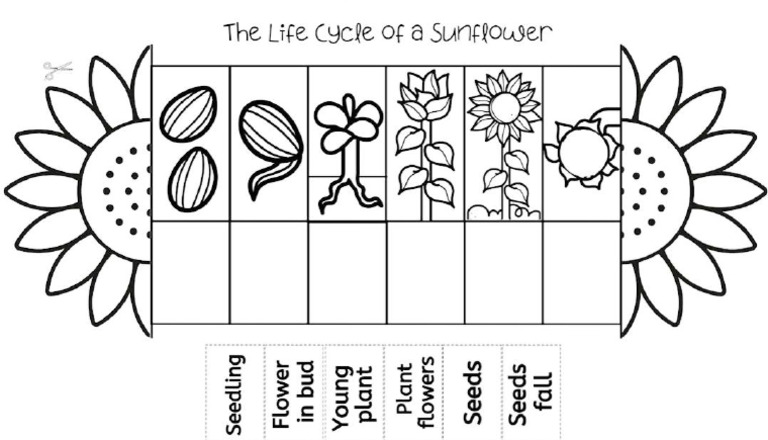 Seed Life Cycle | PDF