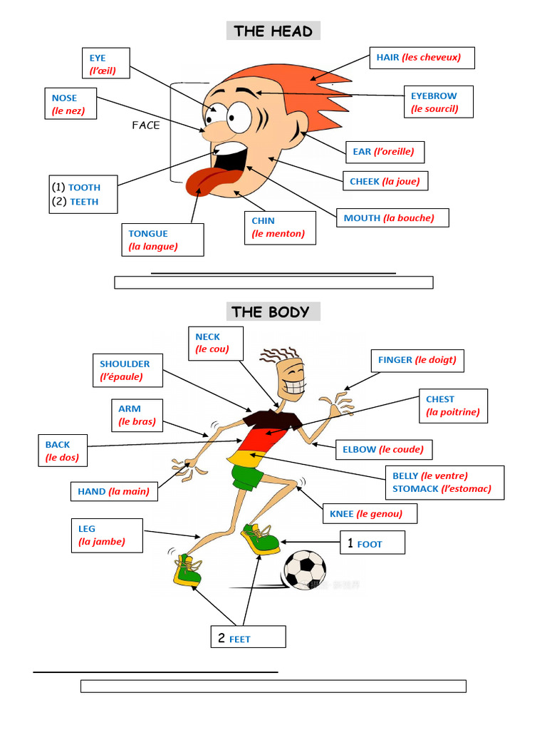 The Body & The Head Correction | PDF
