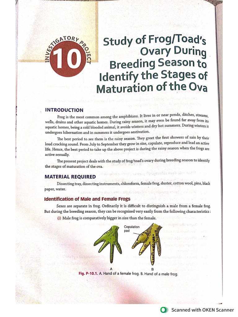 Study of Frog or Toad's Ovary During The Breeding Season To Identify The Stages of Maturation of ...