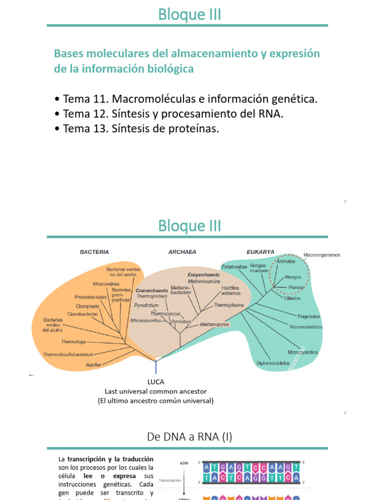 Tema 12 - Sintesis y Procesamiento Del RNA | PDF | Rna | Messenger Rna