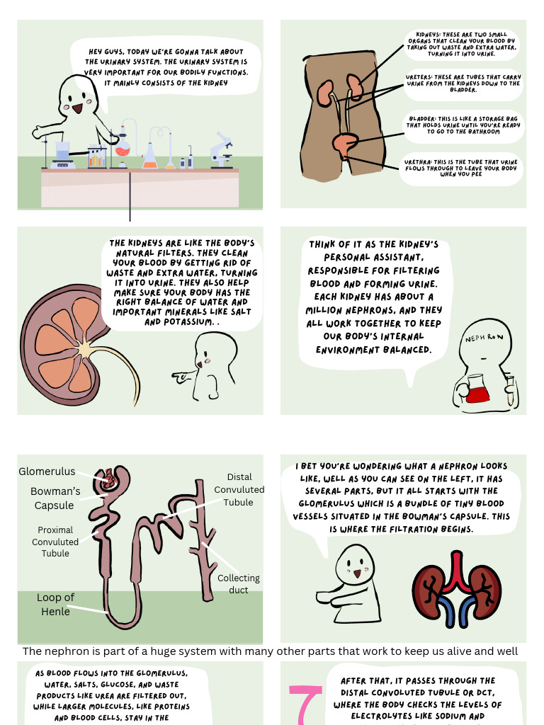 Biology STEAM - Sirena | PDF | Kidney | Genitourinary System