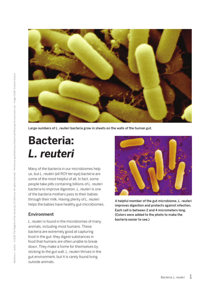 Benefits of L. reuteri Bacteria | PDF | Bacteria | Gastrointestinal Tract