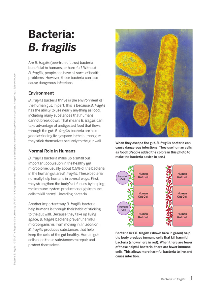 Printable Article Bacteria B Fragilis | PDF | Bacteria | Infection