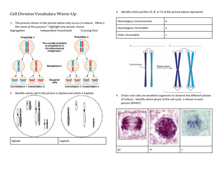 WarmUp - Cell Division Vocabulary | PDF
