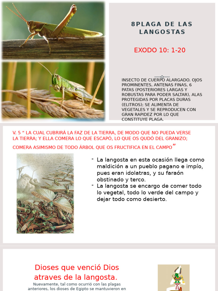 8plaga de Las Langostas | PDF