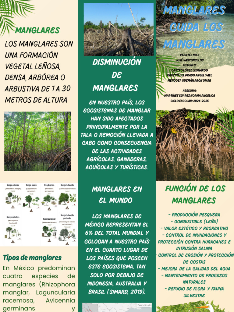 Protección de Manglares en México | PDF | Mangle | Entorno natural