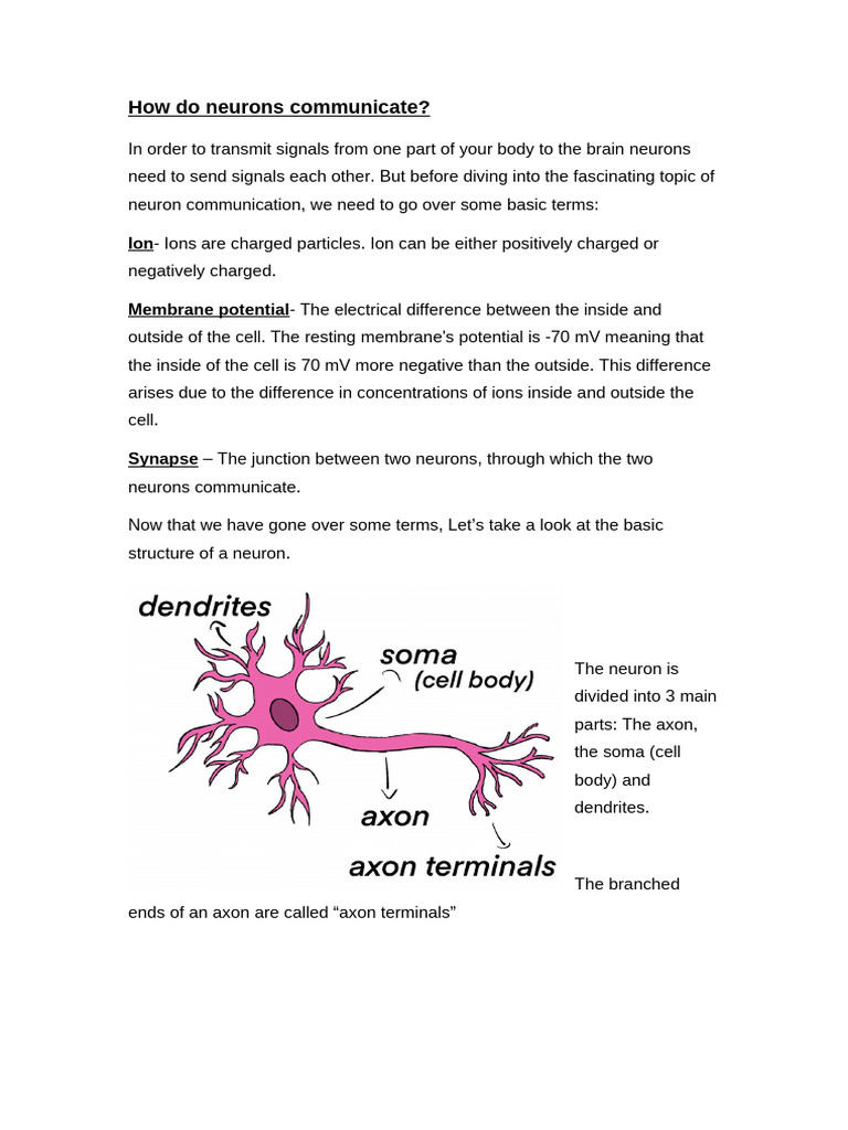 How Do Neurons Communicate | PDF | Depolarization | Neuron
