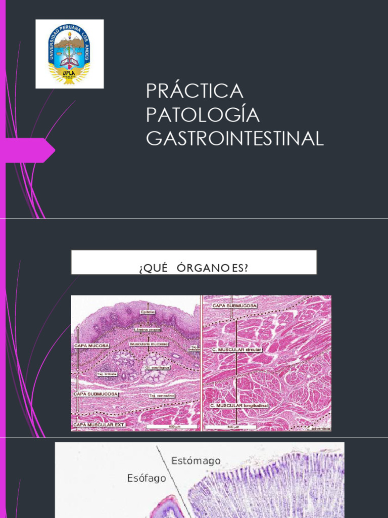 Práctica Patologia Gastrointestinal | PDF