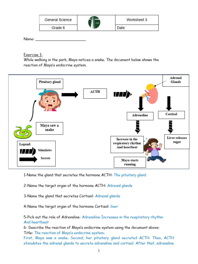 worksheet 3 answers | PDF | Adrenocorticotropic Hormone | Endocrine System