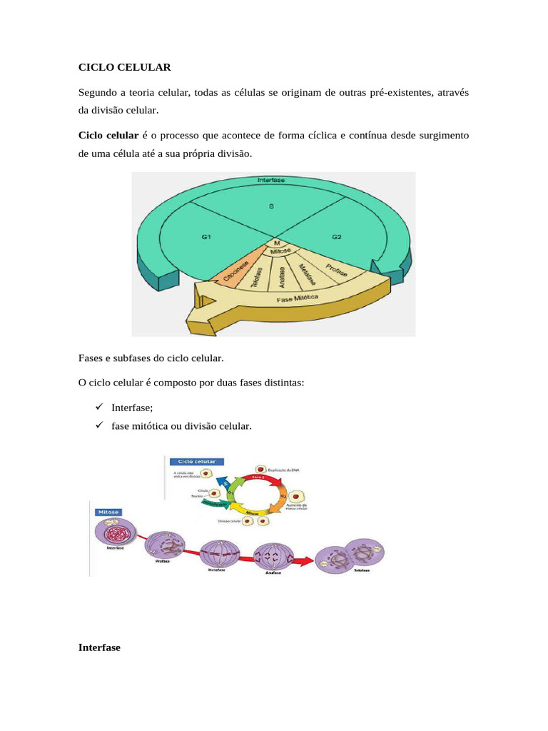 Ciclo Celular Pdf Meiose Mitose