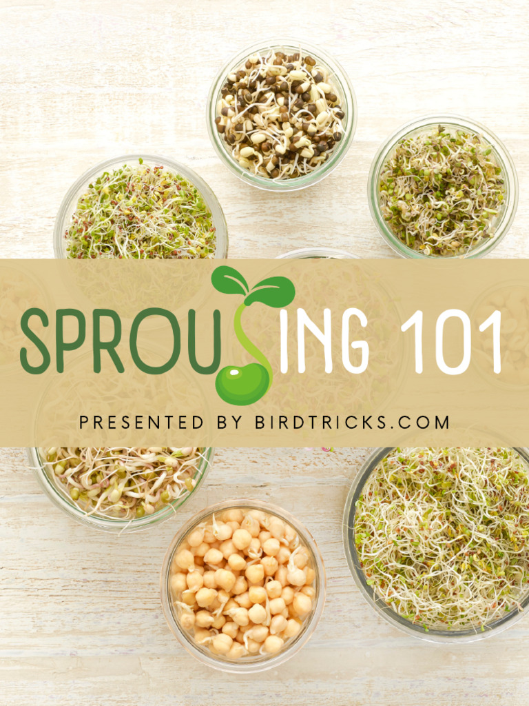 Sprouting 101 by BirdTricks | PDF | Bean | Crops