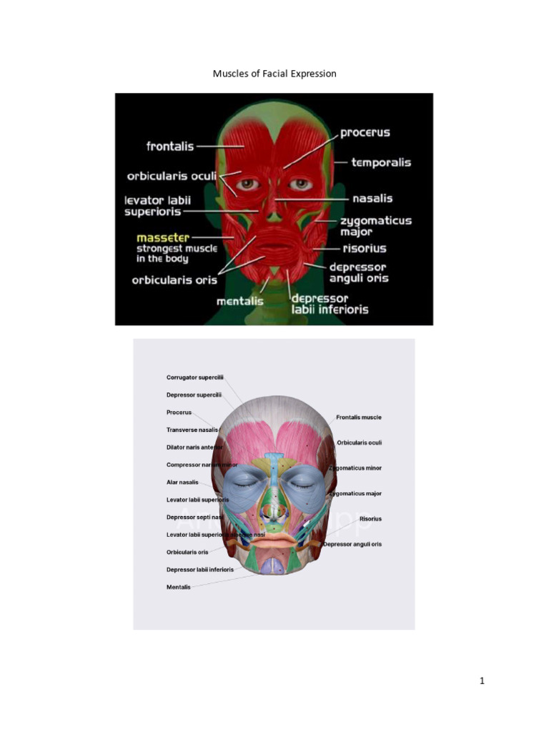Facial Expression and Mastication Muscles | PDF | Dental Anatomy ...