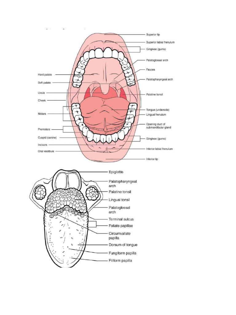Anatomy Cheat Sheet | PDF