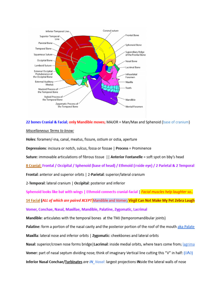 22 Bones Cranial & Facial: Miscellaneous Terms To Know | PDF | Dental ...