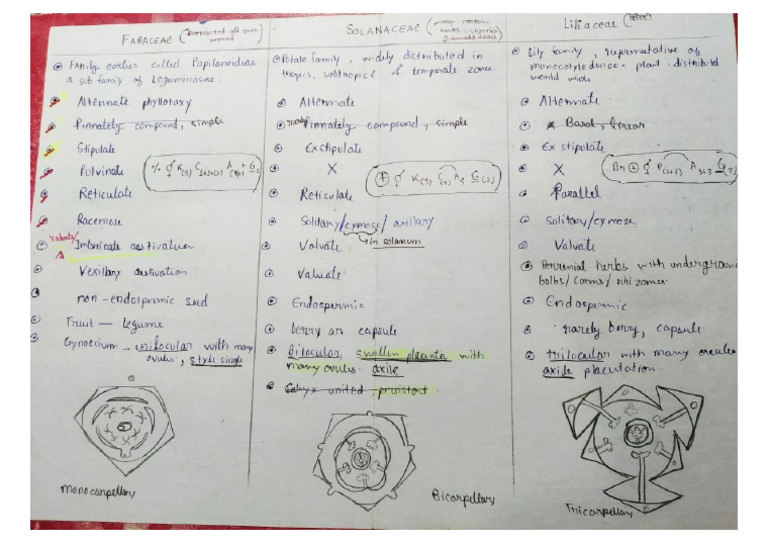 Morphology Families Chart | PDF