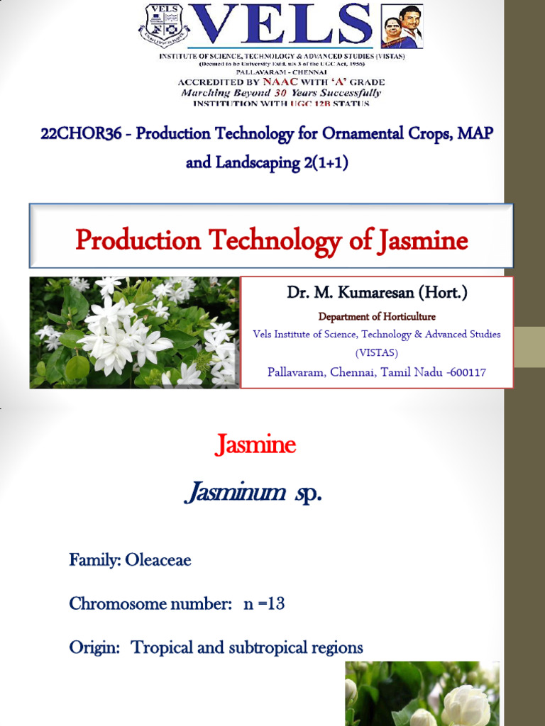Jasmine Production Technology Overview | PDF | Perfume | Botany