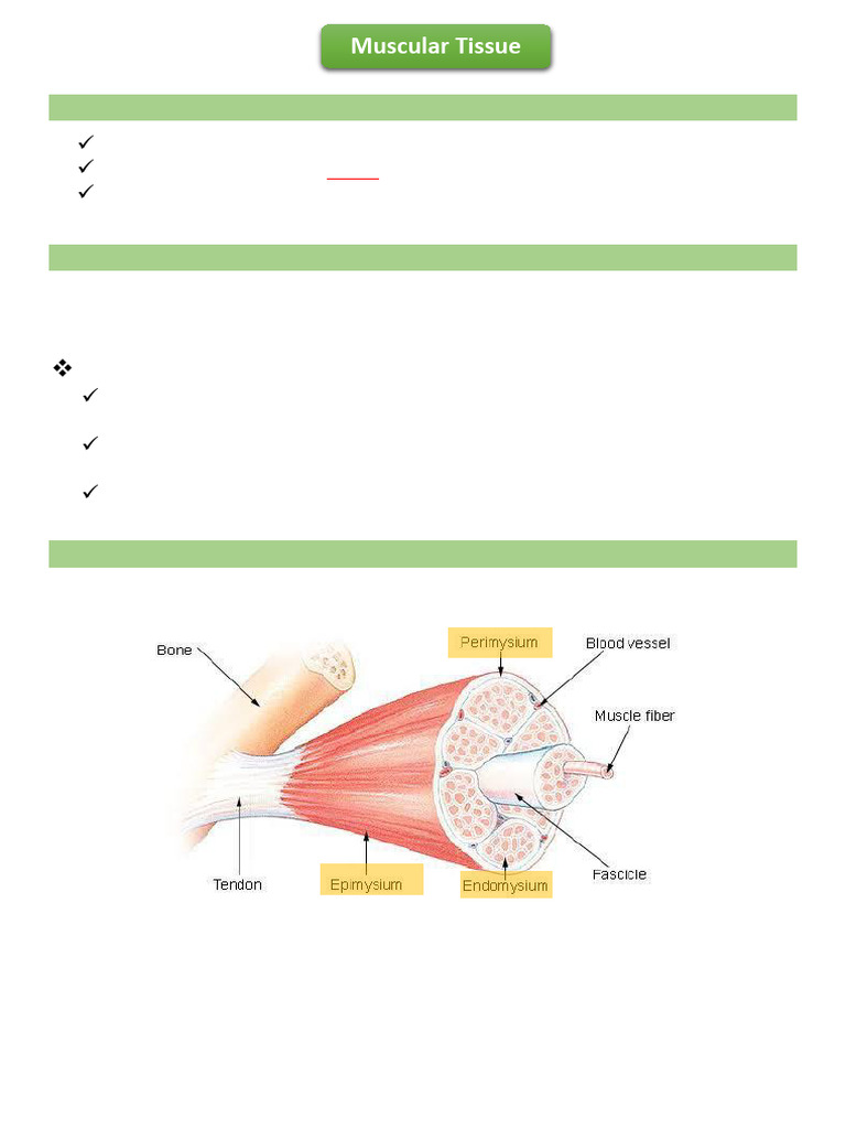 MSK Histology lec1&2 | PDF | Muscle | Skeletal Muscle
