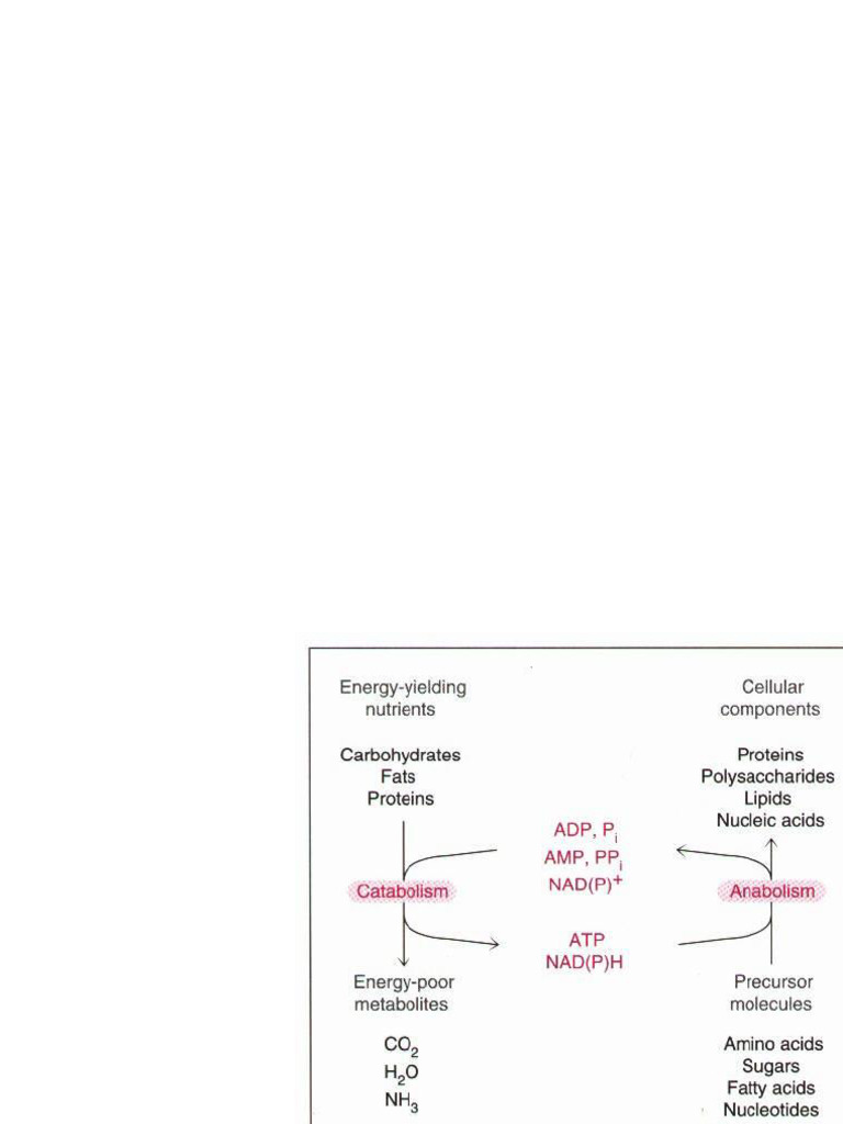 Biochem.ppt | PDF | Glycolysis | Adenosine Triphosphate