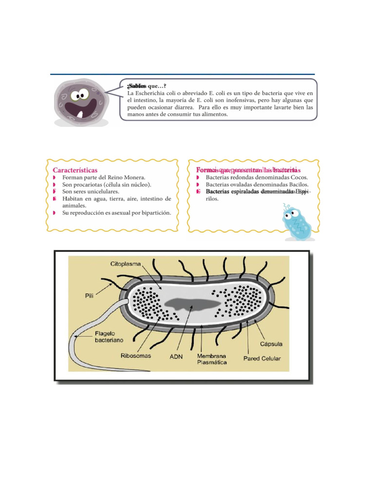 MONERA | PDF | Archaea | Las bacterias