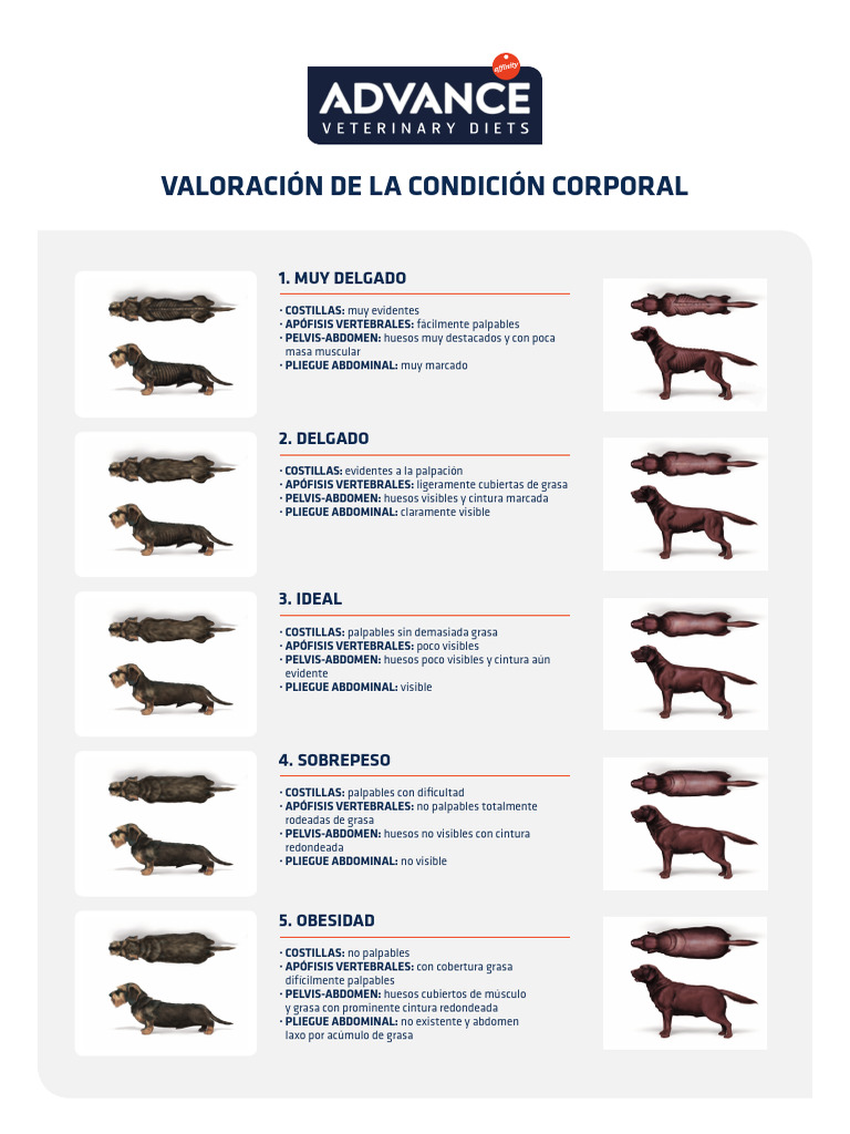 Escala de Condición Corporal en Perros | PDF | Estilo de vida