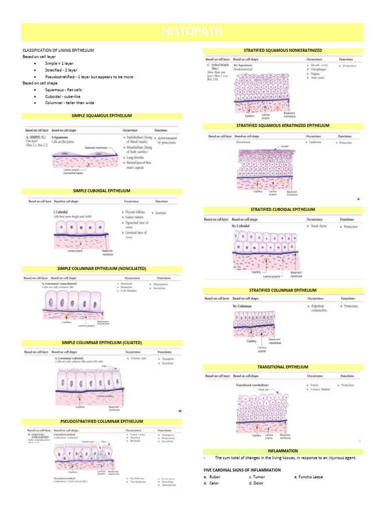 Histopathology: Epithelium & Inflammation | PDF | Epithelium | Fixation ...