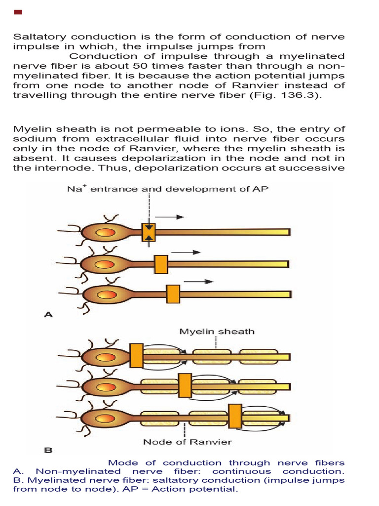 Nerve AP | PDF | Action Potential | Axon