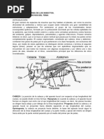 INSECTARIOS | PDF | Insectos | Ecosistema