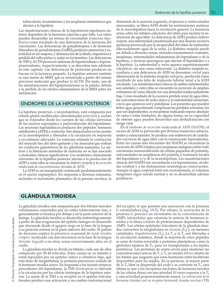 Tiroides (Enfermedad de Graves) | PDF | Tiroides | Hipertiroidismo