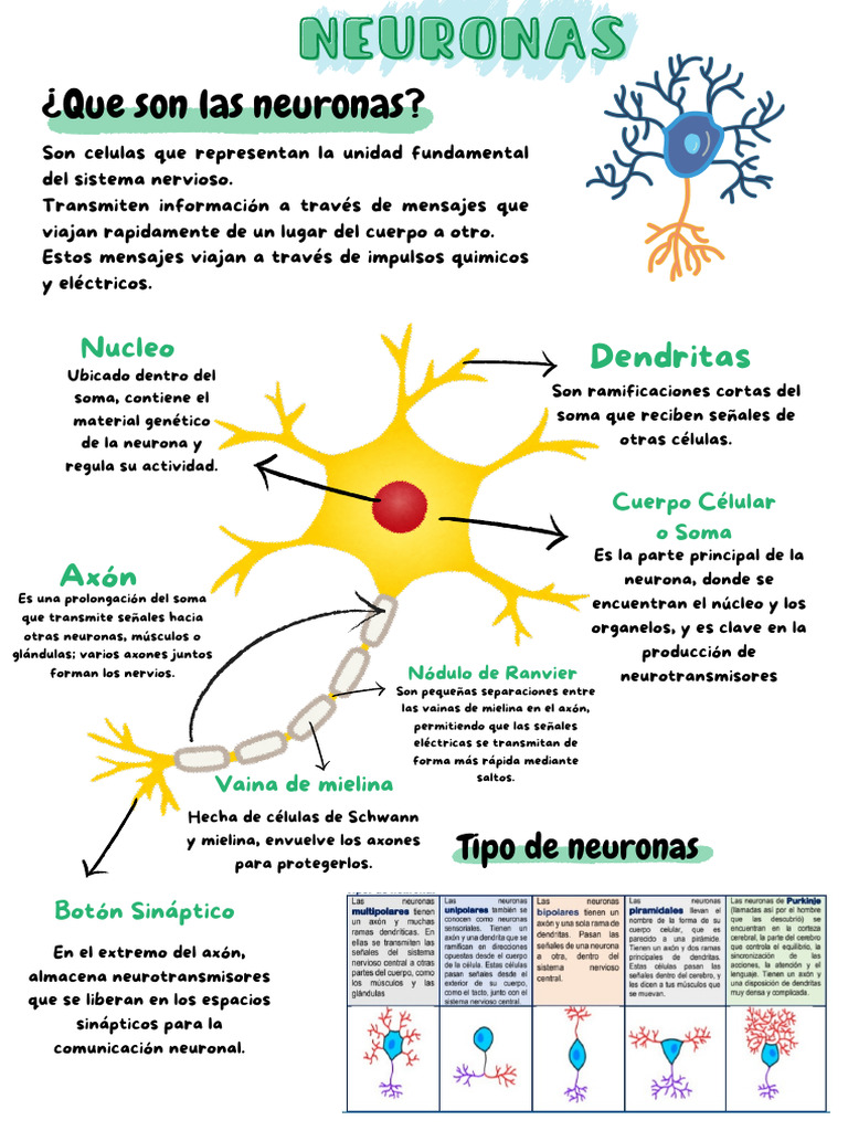 La Neurona | PDF | Axon | Neurona