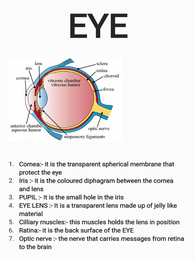 Eye Notes | PDF