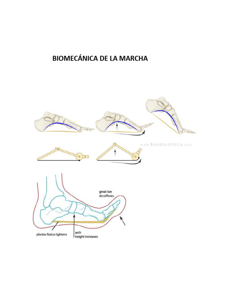 Biomecánica de La Marcha | PDF | Pie | Tobillo