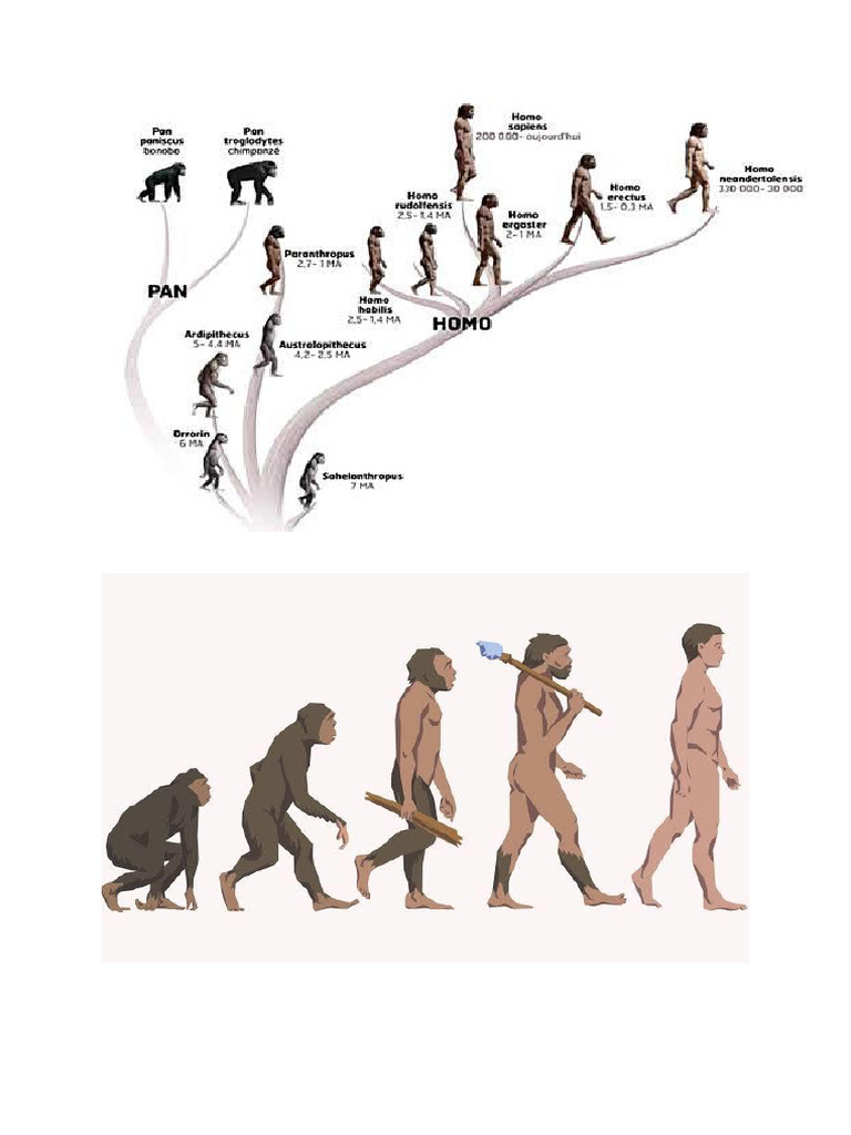 Evolution Homme Image 40 Pges en Couleurs - 070704 | PDF