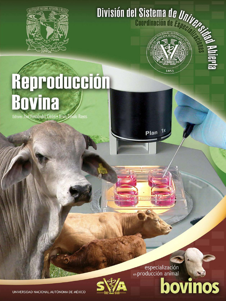 1 Reproducción Bovina | PDF | Vagina | Testículo