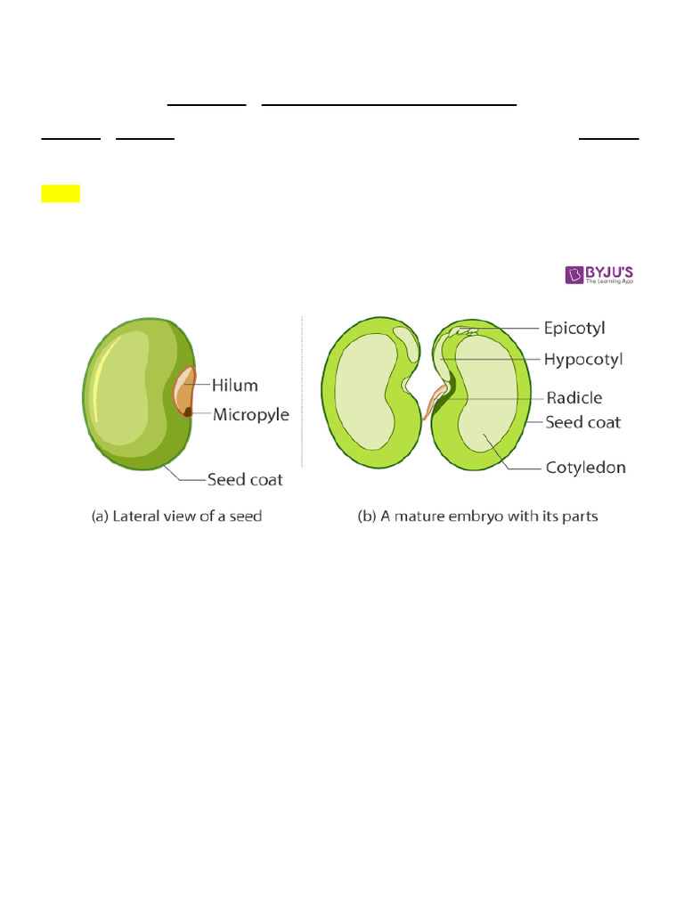 Seed Germination and Dispersal Notes | PDF | Seed | Germination