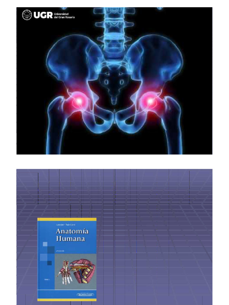 Anatomía de Músculos Glúteos y Pelvitrocantéricos | PDF | Nalgas ...