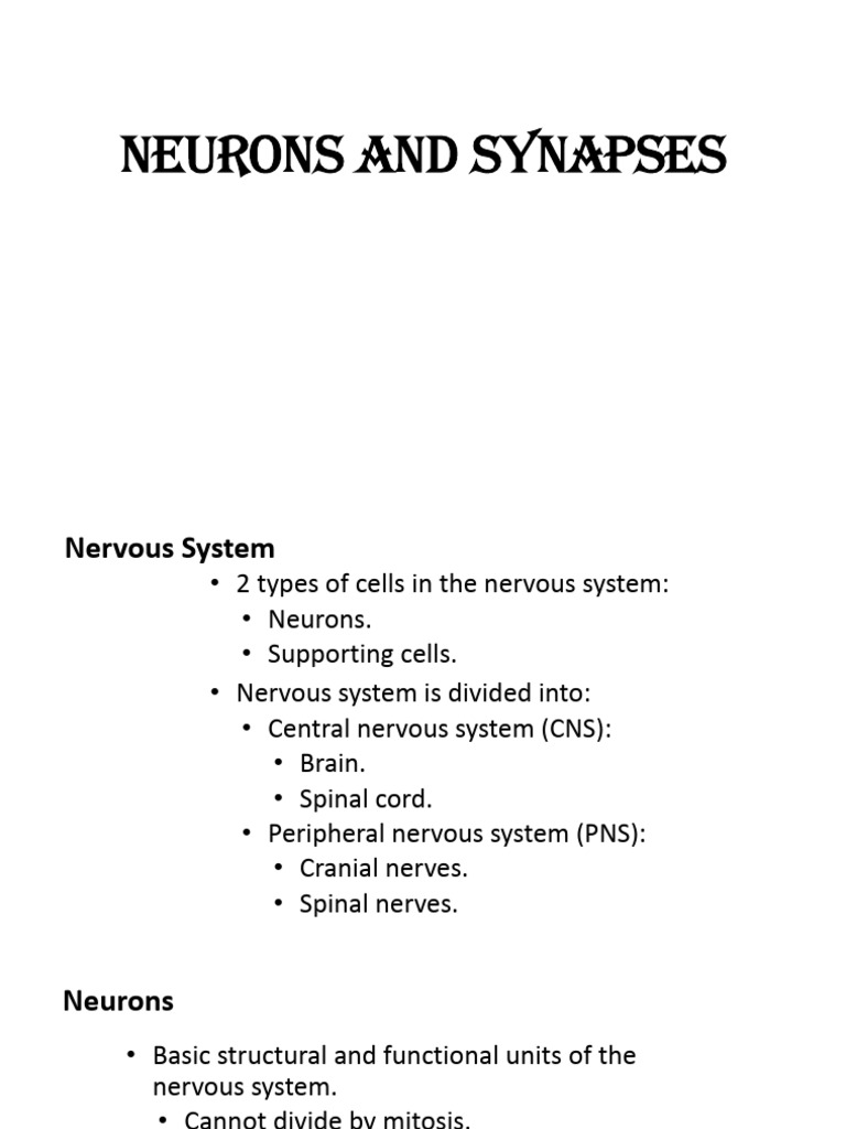 5 Neurons and synapse | PDF | Chemical Synapse | Neuron