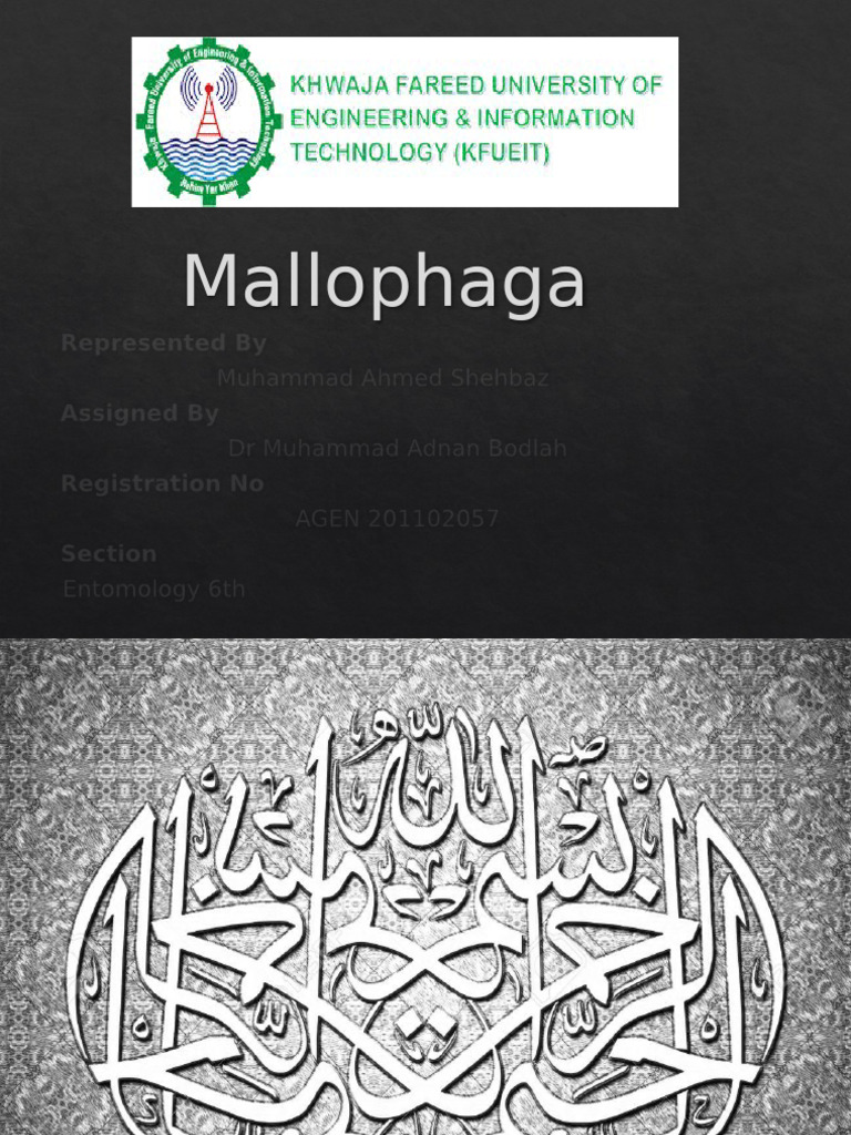 Overview of Mallophaga Insects | PDF